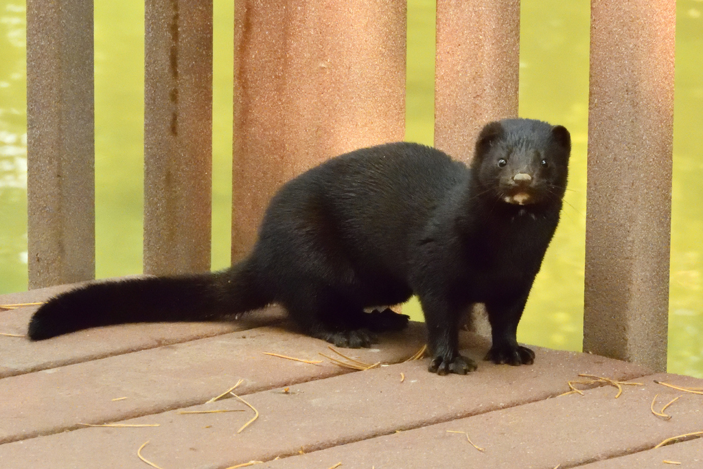 American Mink (Neogale vison) - Know Your Mammals