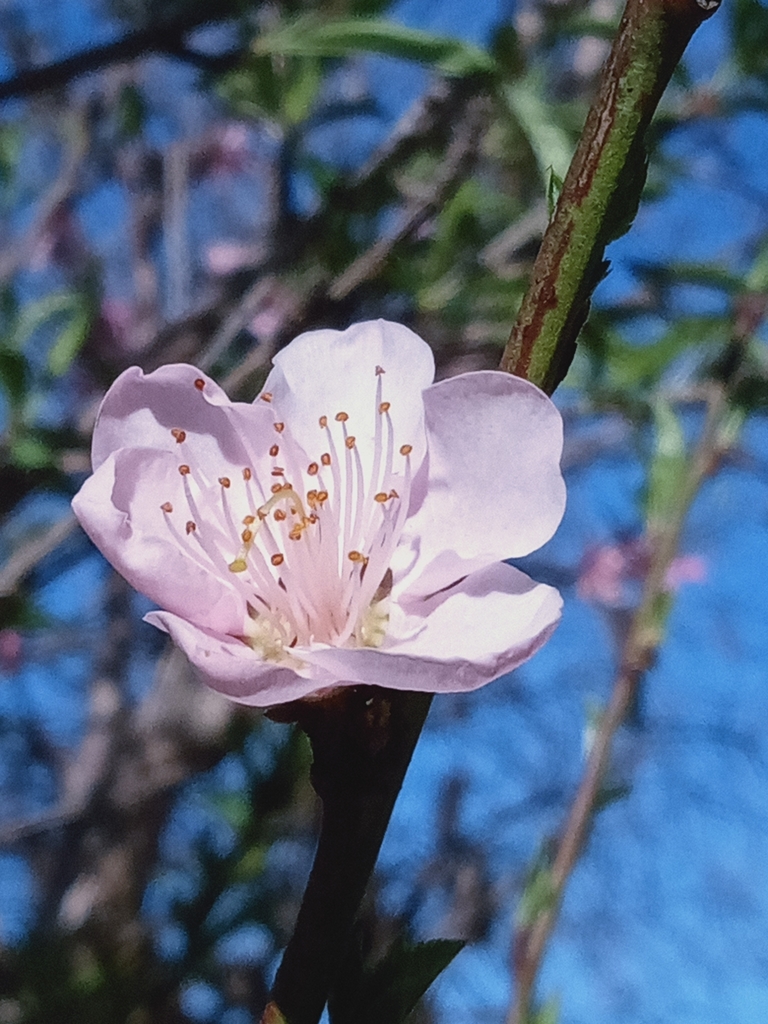 Peach (Prunus persica) - Botanical Realm