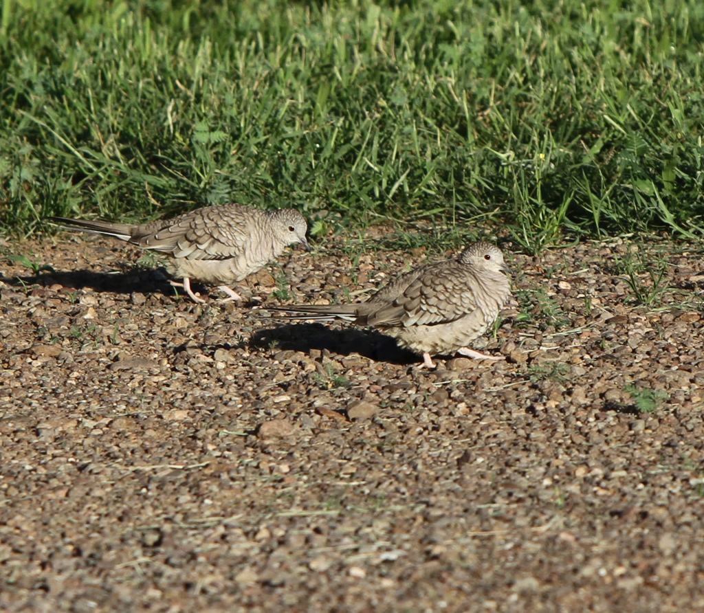 Inca Dove from Brewster County, TX, USA on July 30, 2017 at 08:17 AM by ...