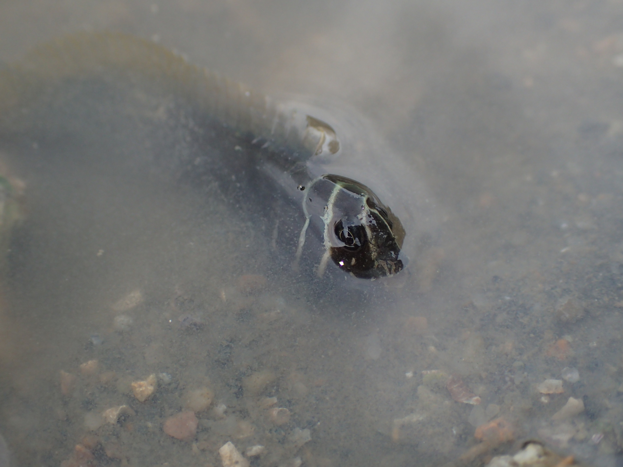 Omobranchus fasciolatoceps (Richardson, 1846)
