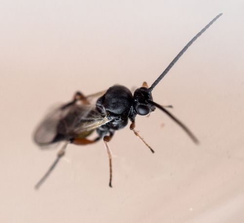 Cotesia lunata · iNaturalist