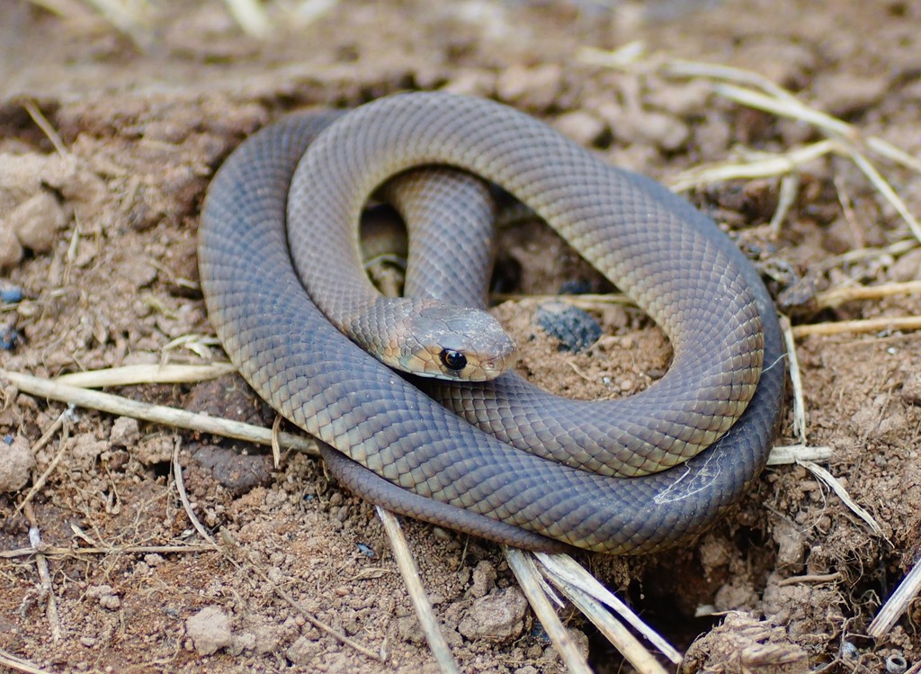 Eastern Brown Snake (Pseudonaja textilis) - Snakes and Lizards
