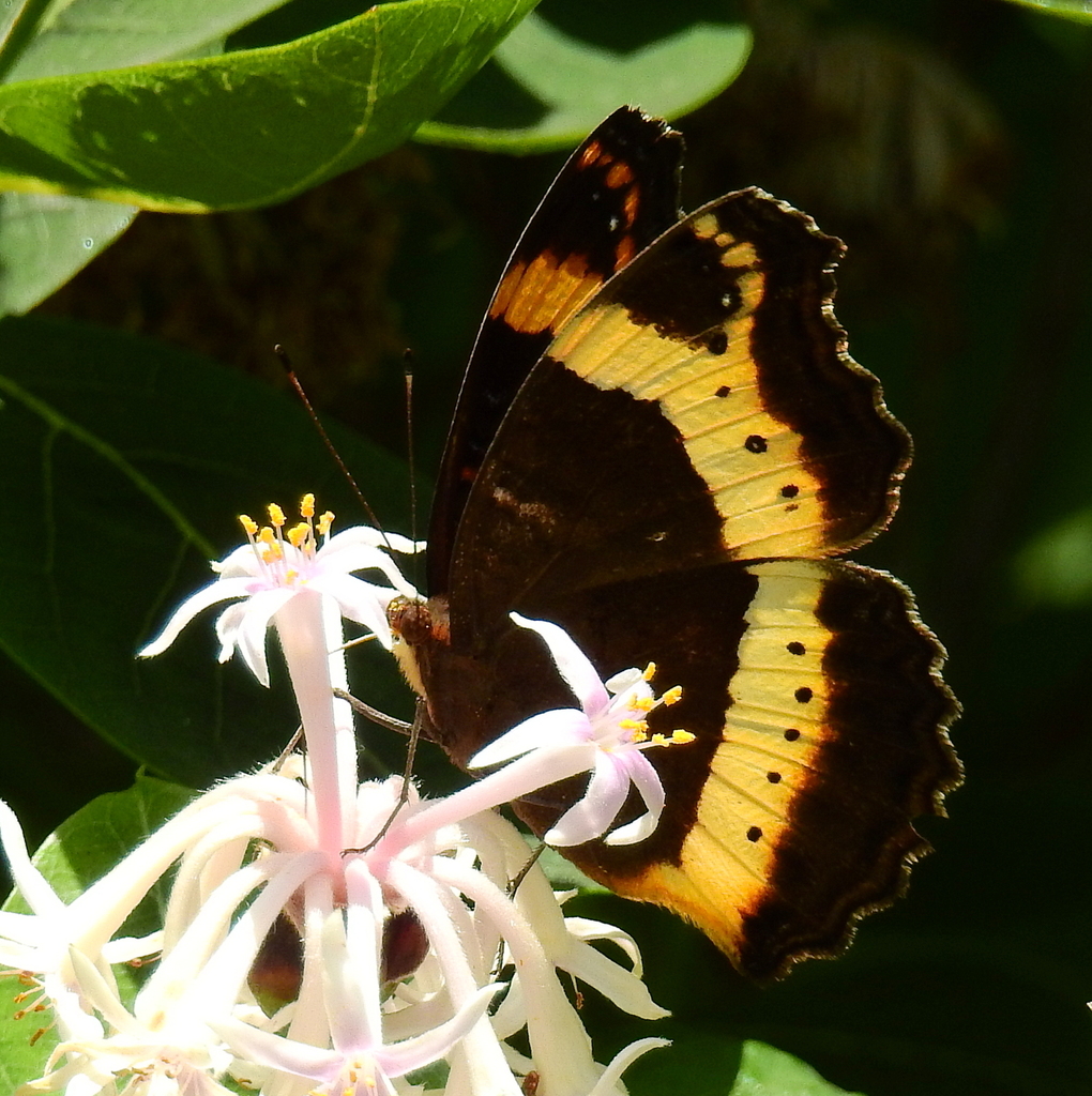 Garden Commodore from Garden Route Botanical Garden on February 9, 2017 ...