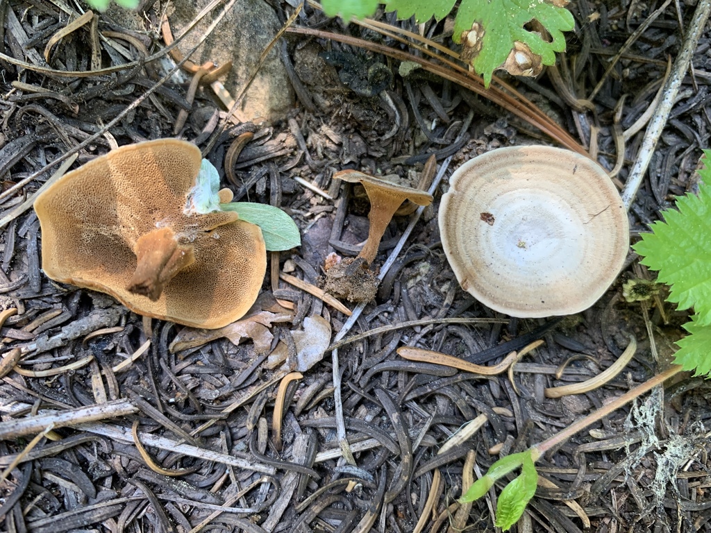 Brown Funnel Polypore from Klamath County, OR, USA on August 5, 2020 at ...