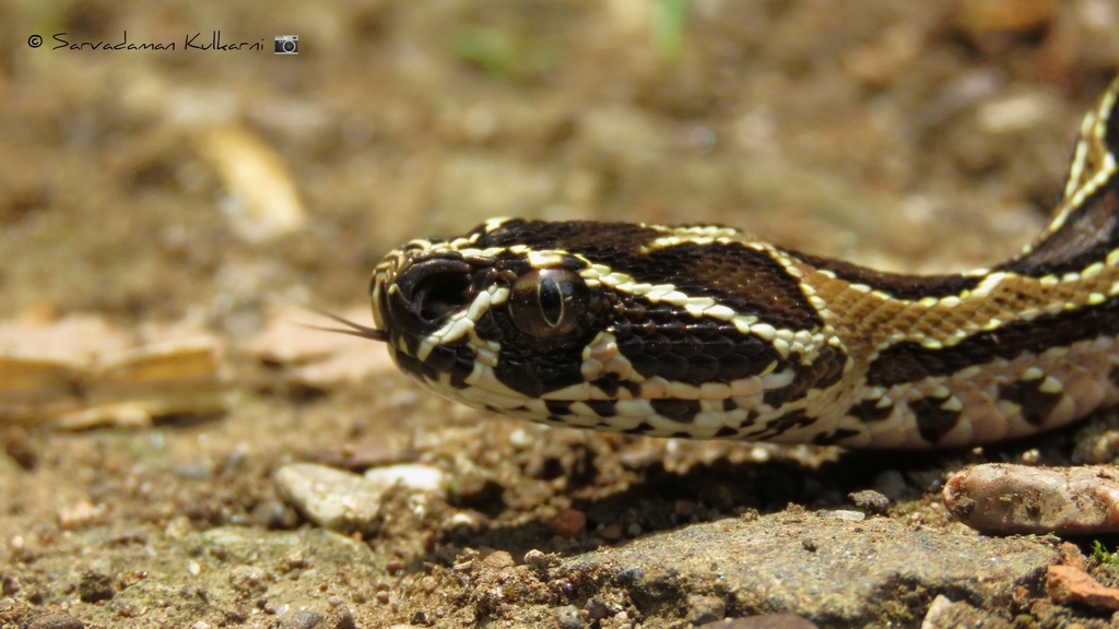 Russell's Viper (Daboia russelii) - Snakes and Lizards
