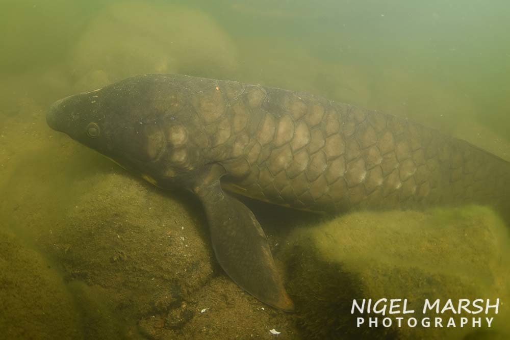 Lobe-finned Fishes (Sarcopterygii) - Marine Life Identification