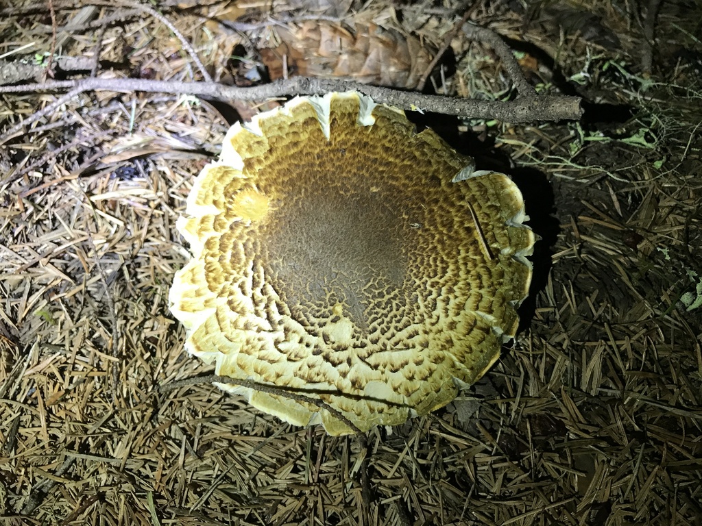 Floccularia albolanaripes from Humboldt County, CA, USA on February 11 ...