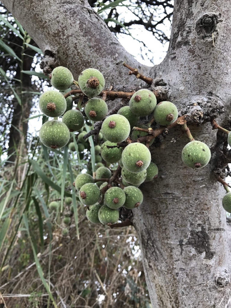Cape Fig (Ficus sur) - Botanical Realm