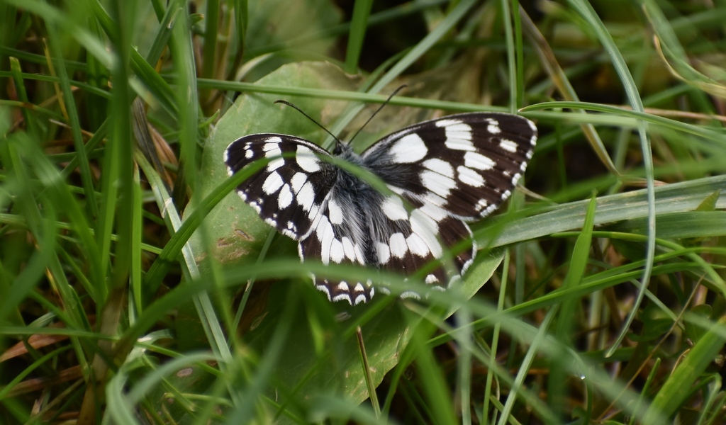 Marbled White from Apc, 3032 Hungary on June 20, 2020 at 02:40 PM by ...