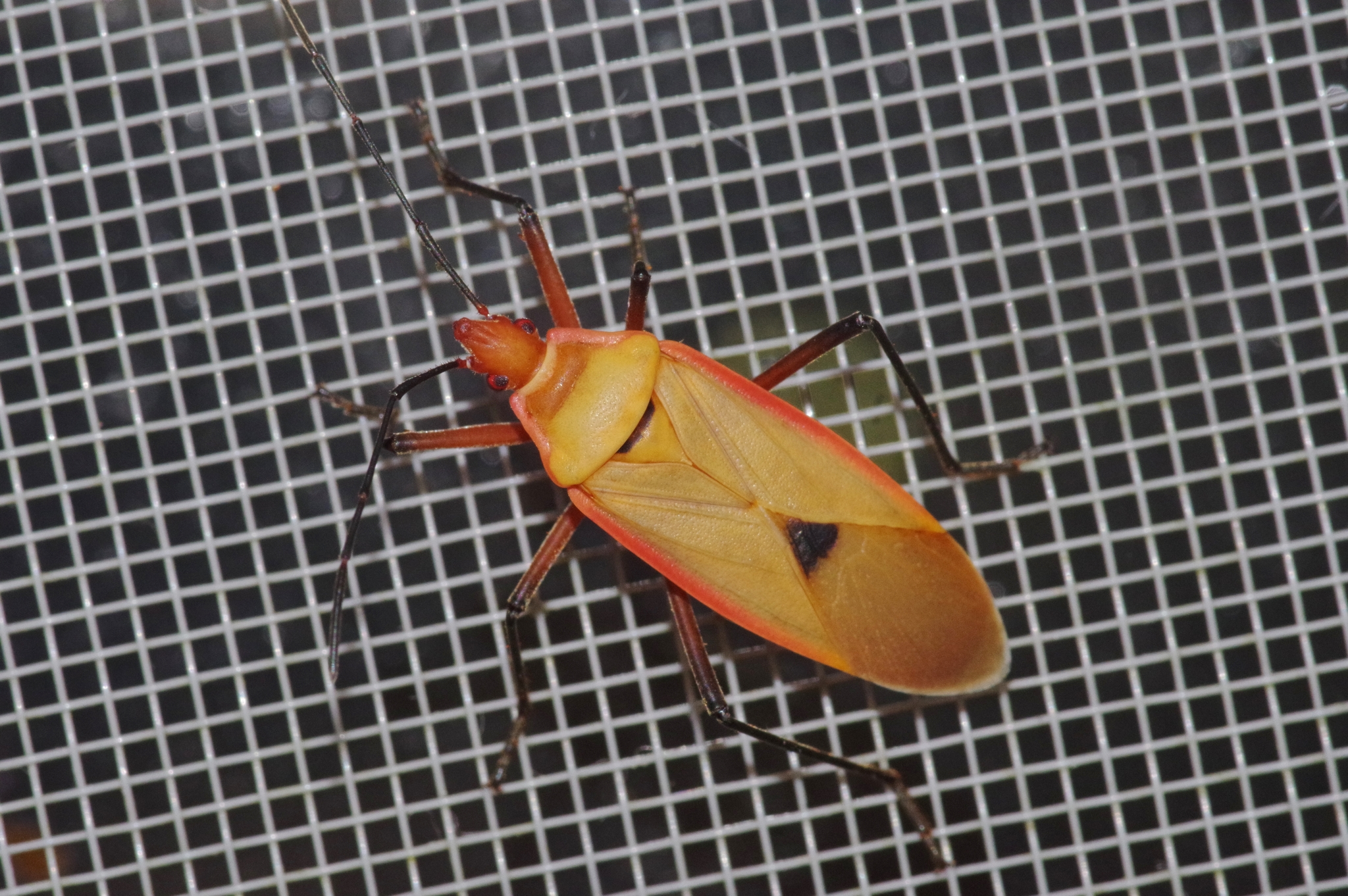 Dysdercus fuscomaculatus Stål, 1863