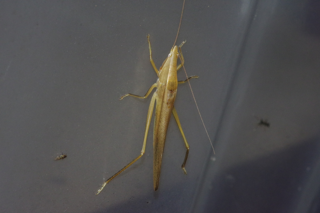 Euconocephalus varius from 日本、〒905-1422 沖縄県国頭郡国頭村字宜名真 on September 07 ...