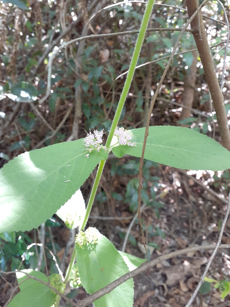 Callicarpa rubella from Tallebudgera QLD 4228, Australia on January 31 ...