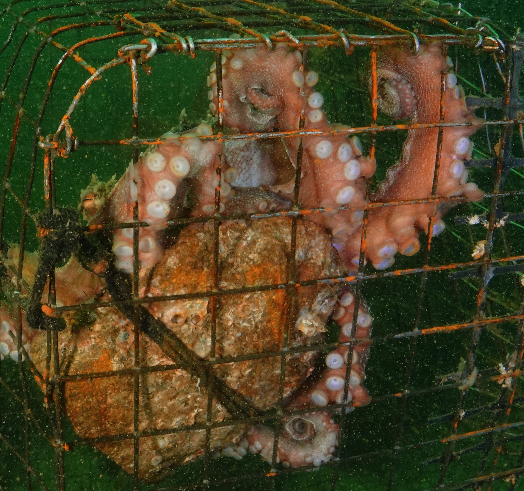 Octopus sinensis d'Orbigny, 1834