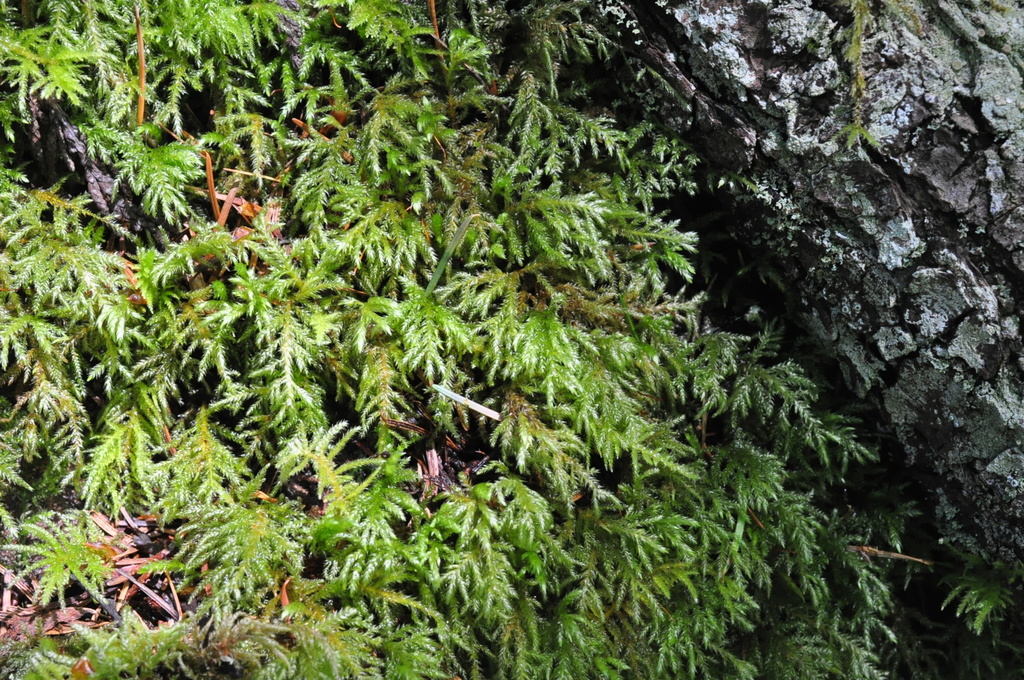 Cat's Tail Moss (Pseudisothecium stoloniferum) - Botanical Realm