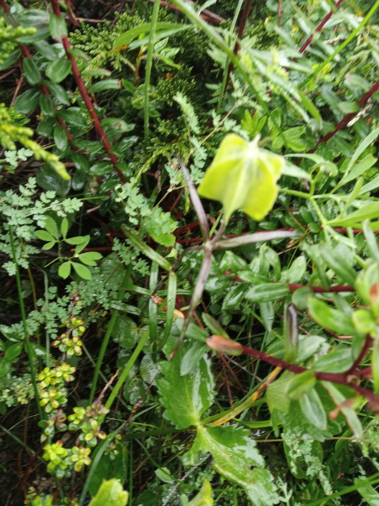 yellow Himalayan fritillary from Chhokangparo, Nepal on August 3, 2020 ...