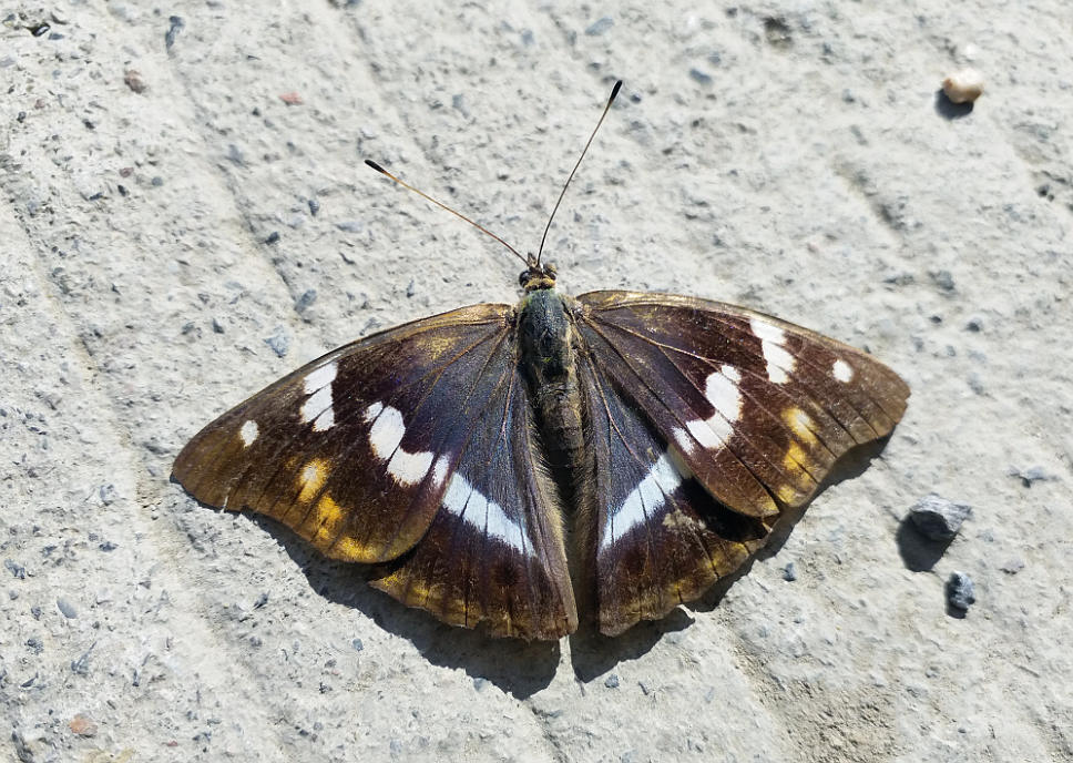 Apatura ulupi (Doherty, 1889)