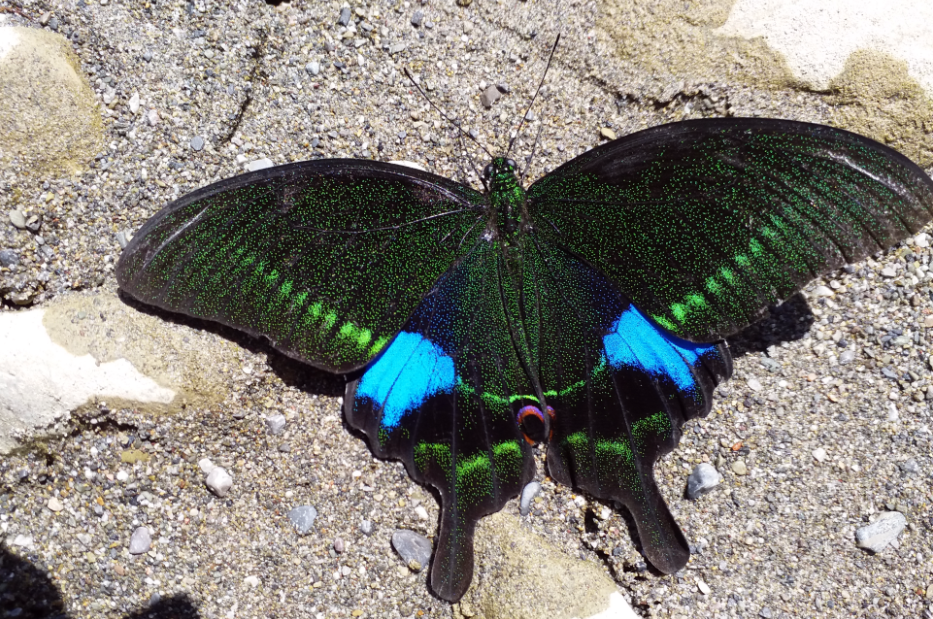 Paris Peacock Swallowtail (Butterflies of Hong Kong) · iNaturalist