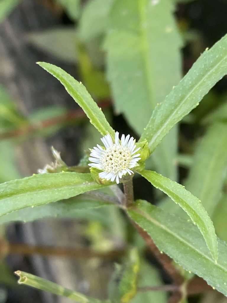 false daisy in September 2020 by Robert Levy · iNaturalist