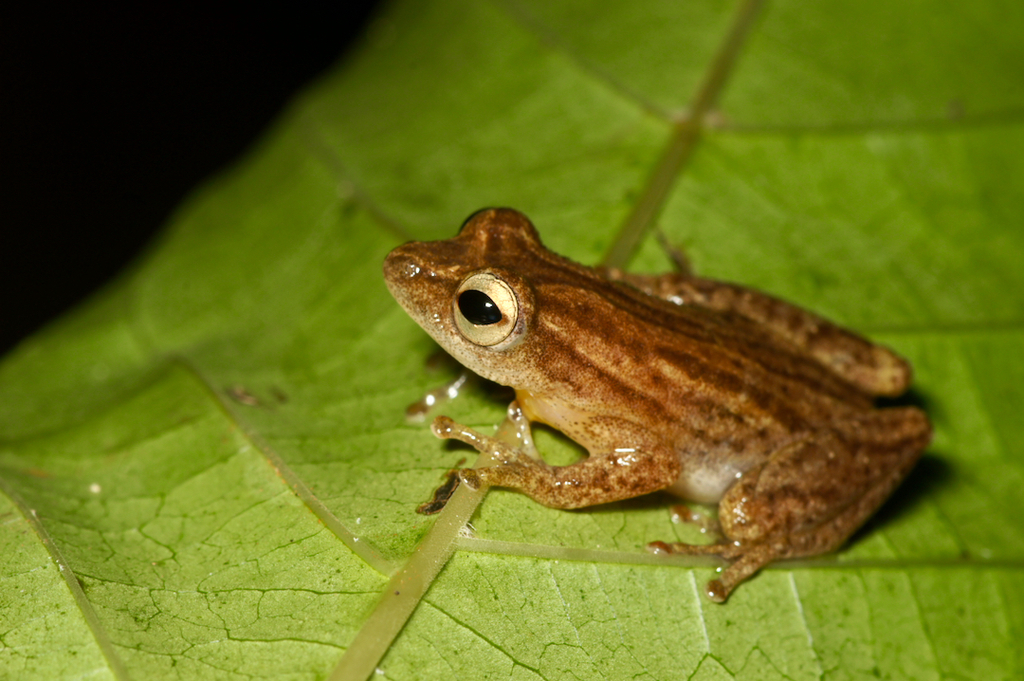 Variable Reed Frog (HX - Fauna of the Bissagos) · iNaturalist