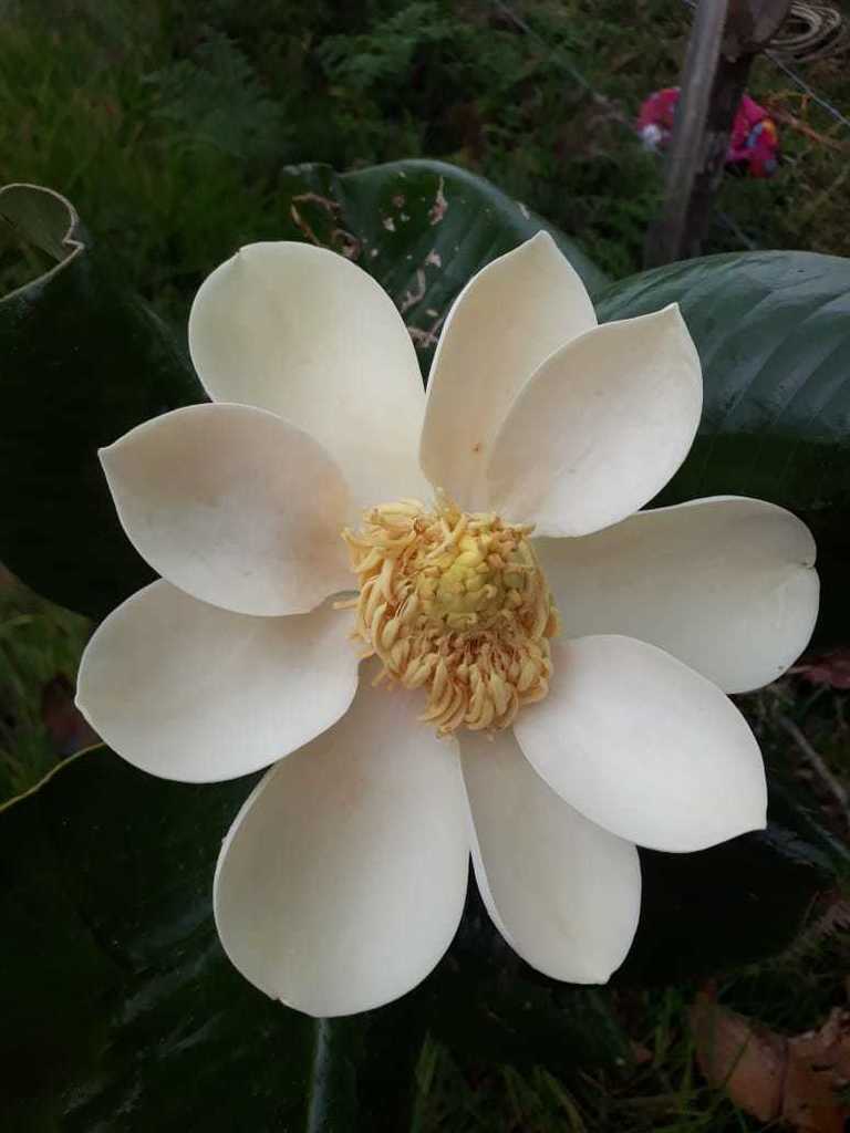 Magnolia yarumalensis in August 2020 by Apipa · iNaturalist