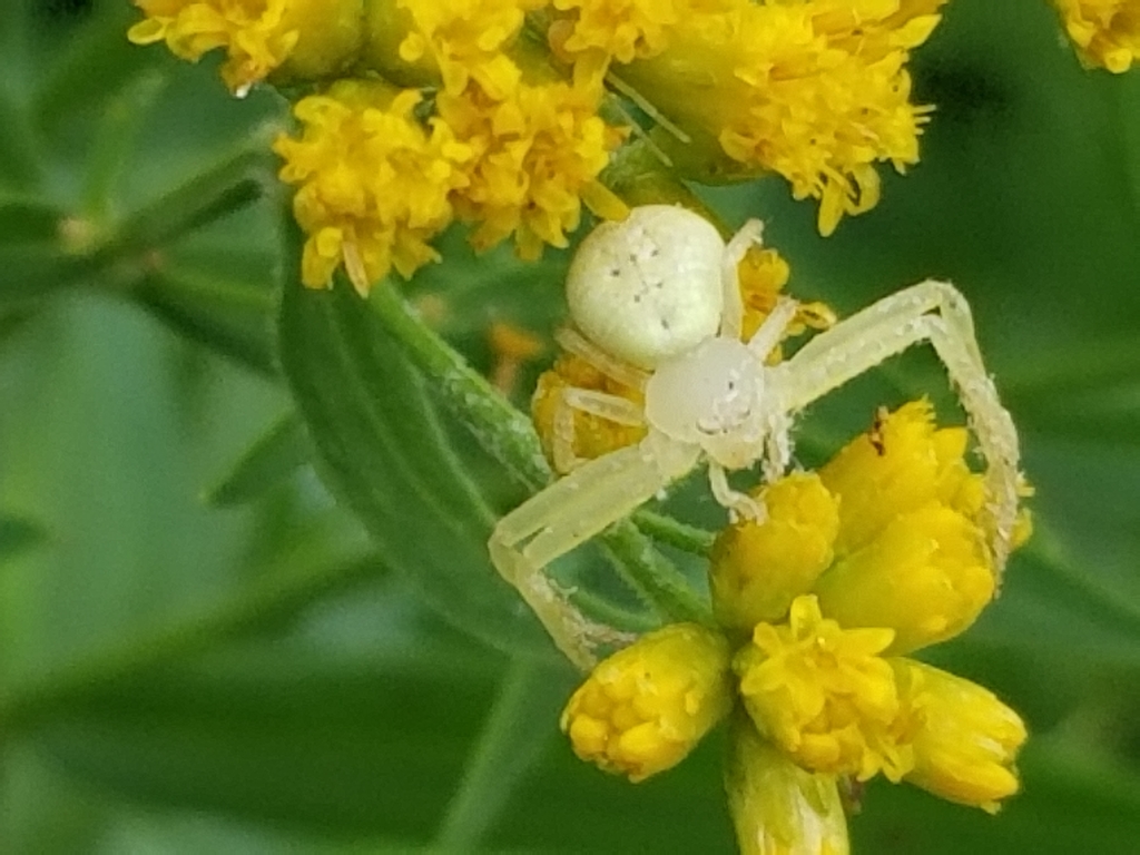 Crab Spiders from 6, MD, USA on September 08, 2020 at 09:07 AM by ...