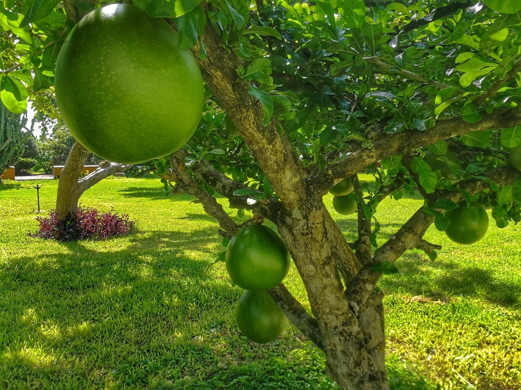 Calabash Tree from Aké, Yuc., México on September 02, 2020 at 10:28 AM ...