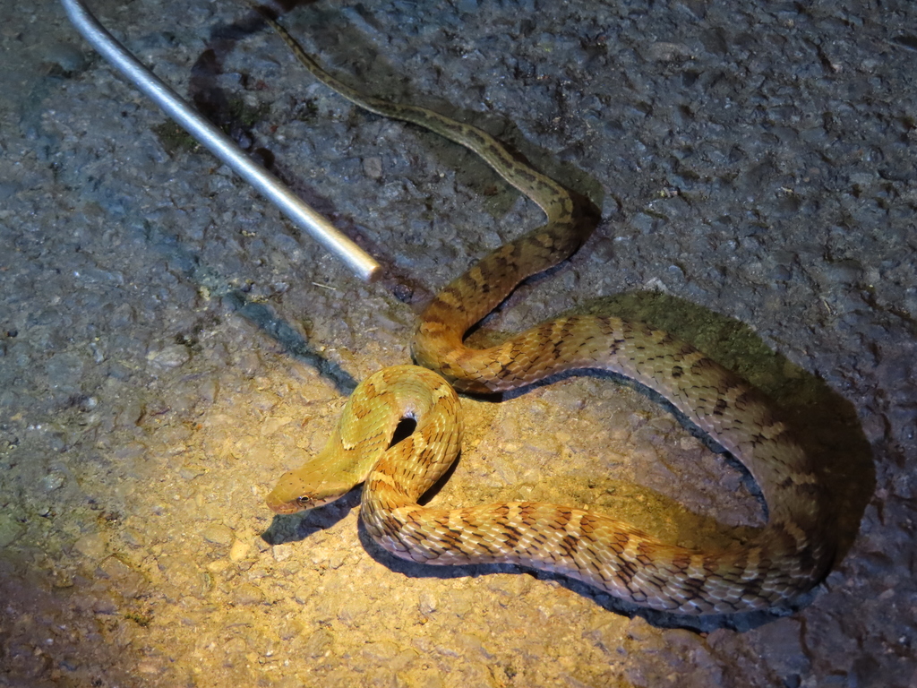Stejneger's Bamboo Snake from 365台灣苗栗縣泰安鄉7鄰雪見10號 on September 7, 2020 ...