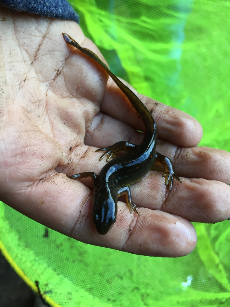 Eastern Newt from Rutland, Vermont, United States on September 6, 2020 ...