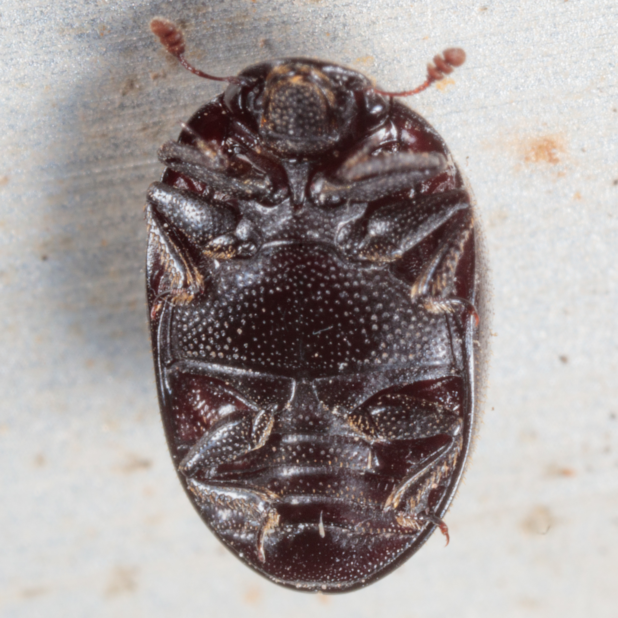 Nosodendridae