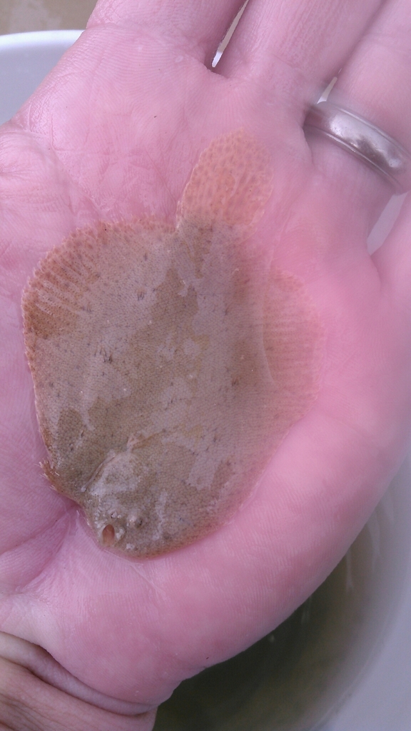 Lined Sole from Port Saint Joe, FL 32456 USA on July 30, 2017 at 04:01 ...