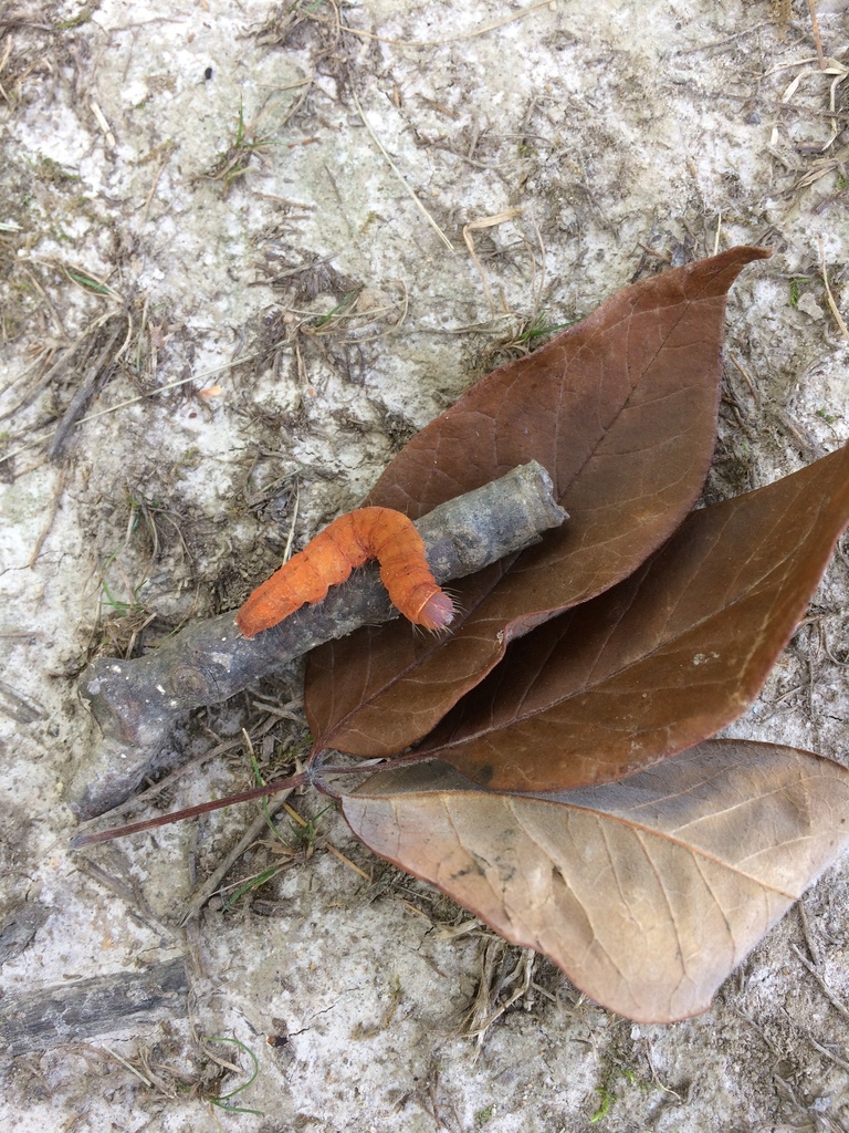 Dagger Moths from Bybrook Rd, Wilmington, DE, US on September 8, 2020 ...