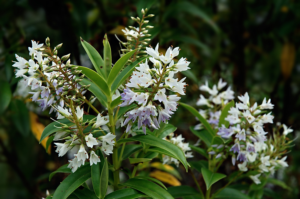 koromiko from Southland-Distrikt, Southland, Neuseeland on January 3 ...