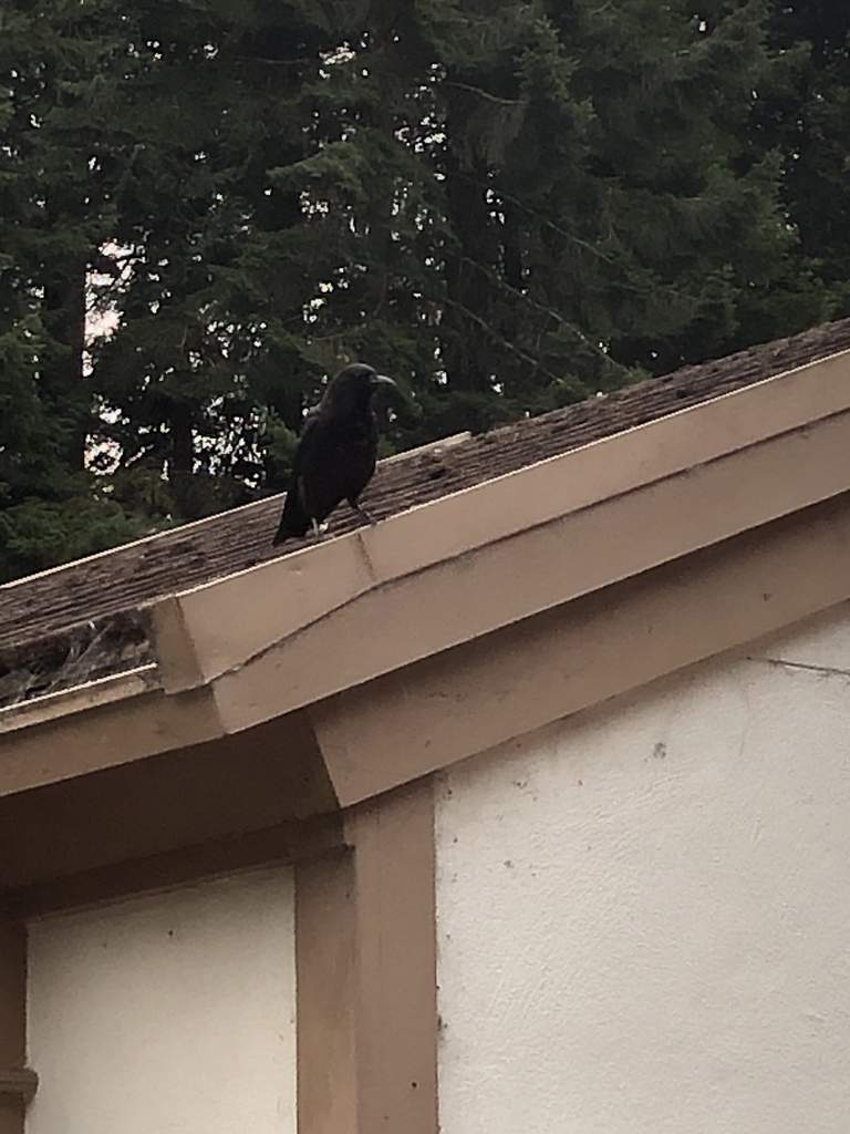 American Crow from Humboldt State University, Arcata, CA, US on September 08, 2020 at 10:19 AM ...