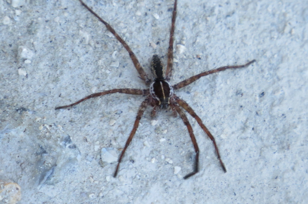 Sosippus floridanus from Spirit-of-the-Wild WMA, Felda, FL 33930, USA ...