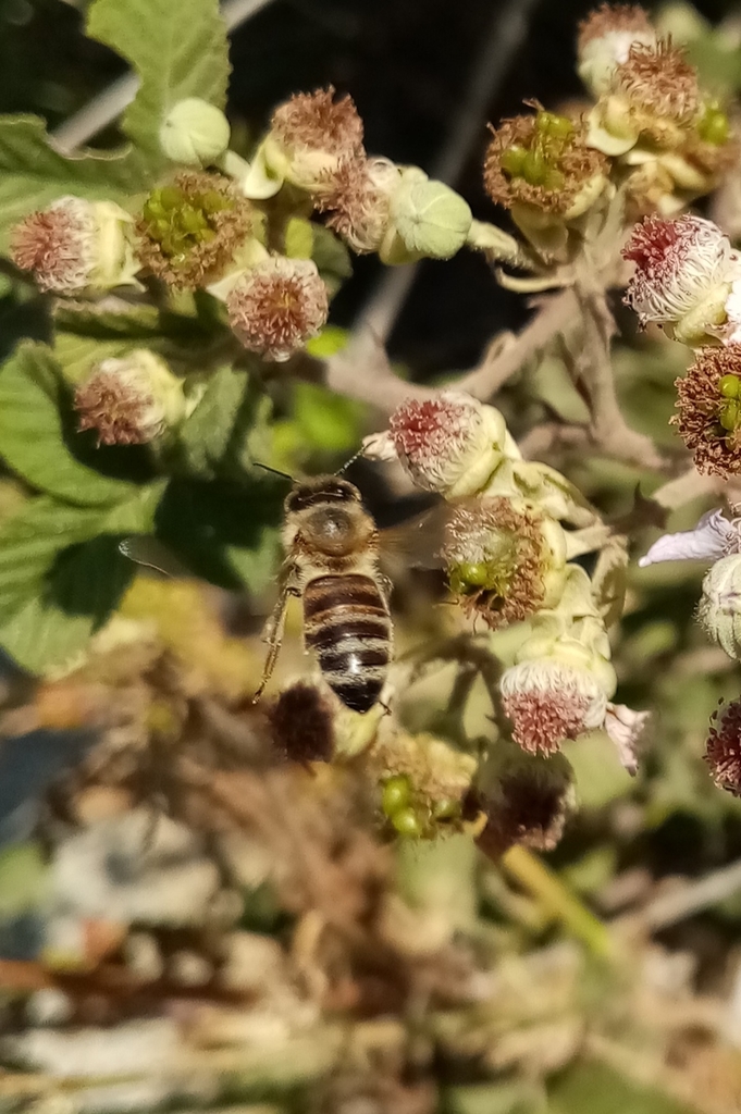 Western Honey Bee from Αίγειρος, Ελλάδα on September 08, 2020 at 11:49 ...