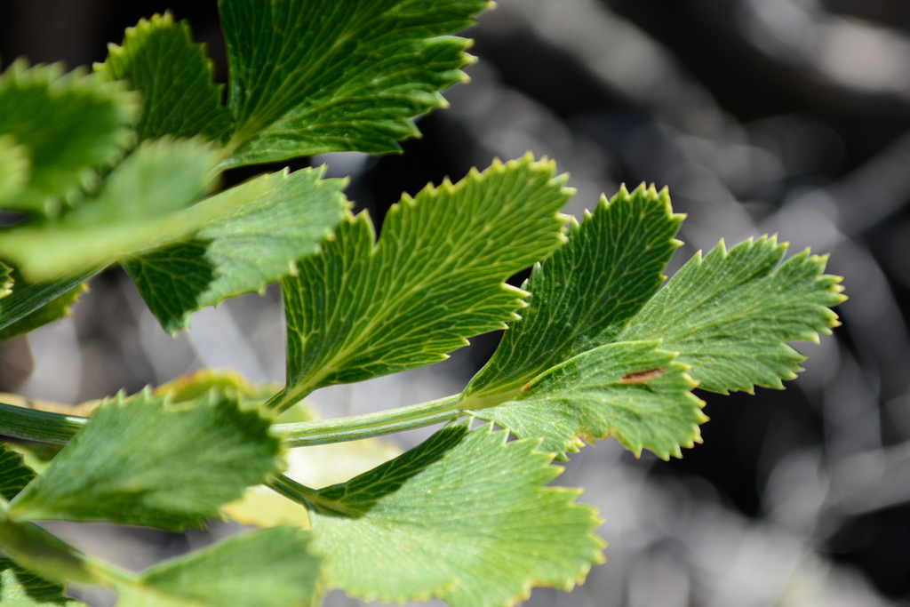 Blisterbush (Notobubon galbanum) - Botanical Realm