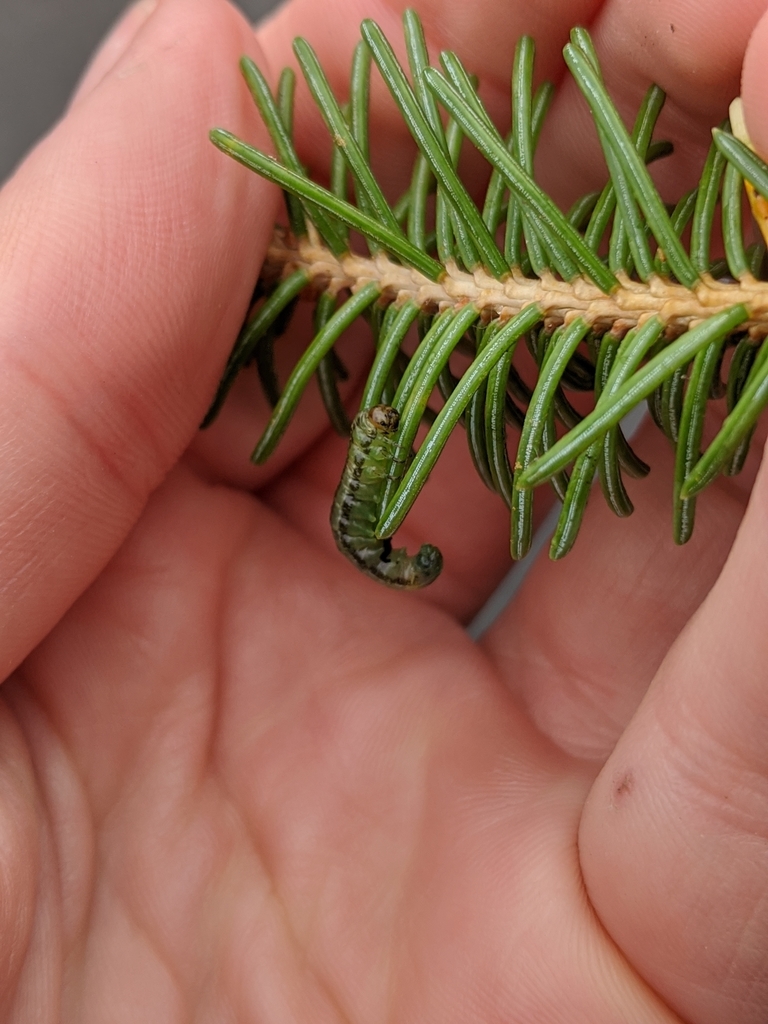 Yellowheaded Spruce Sawfly from Dot Lake, AK, USA on August 26, 2020 at ...