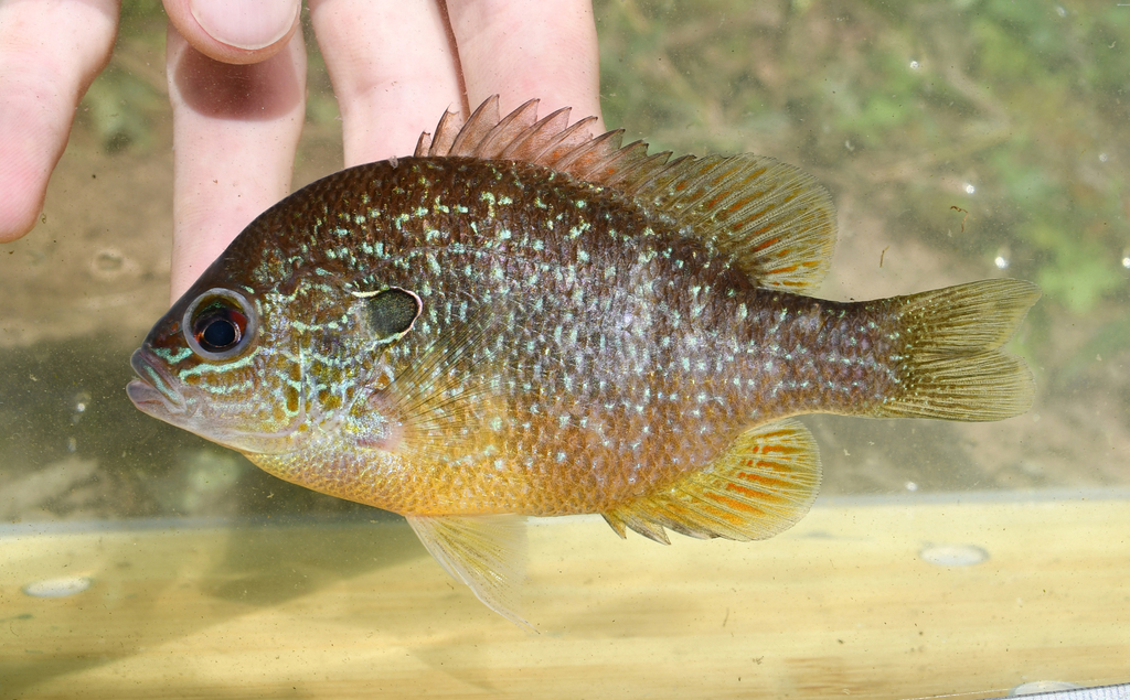 Longear Sunfish from Brunswick, MD, USA on September 6, 2020 at 03:19 ...