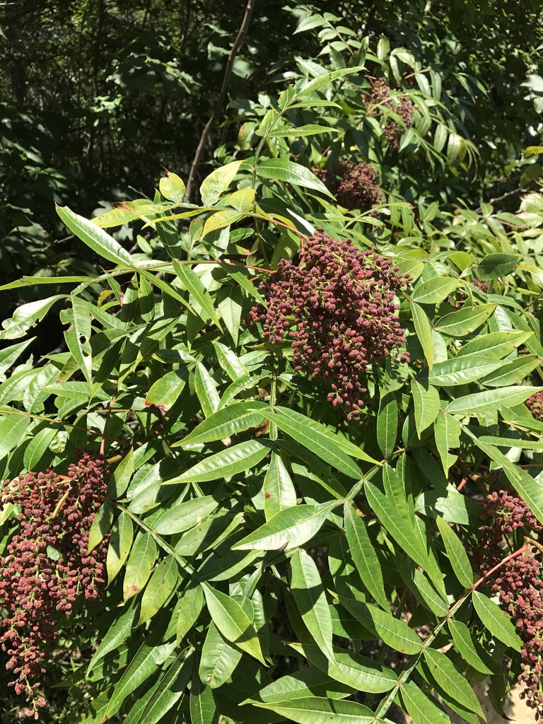 shining sumac from 35973, Gaylesville, AL, US on July 30, 2017 at 01:59 ...