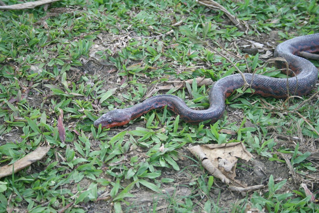 Boa de la Hispaniola desde Municipio de Sabana de la Mar, Dominican ...