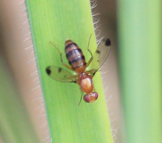 Grass Flies from Buckpool and Fens Pool LNR, Brierley Hill, UK on ...