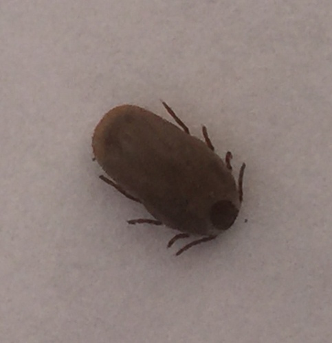 Boophilus microplus · NaturaLista Colombia