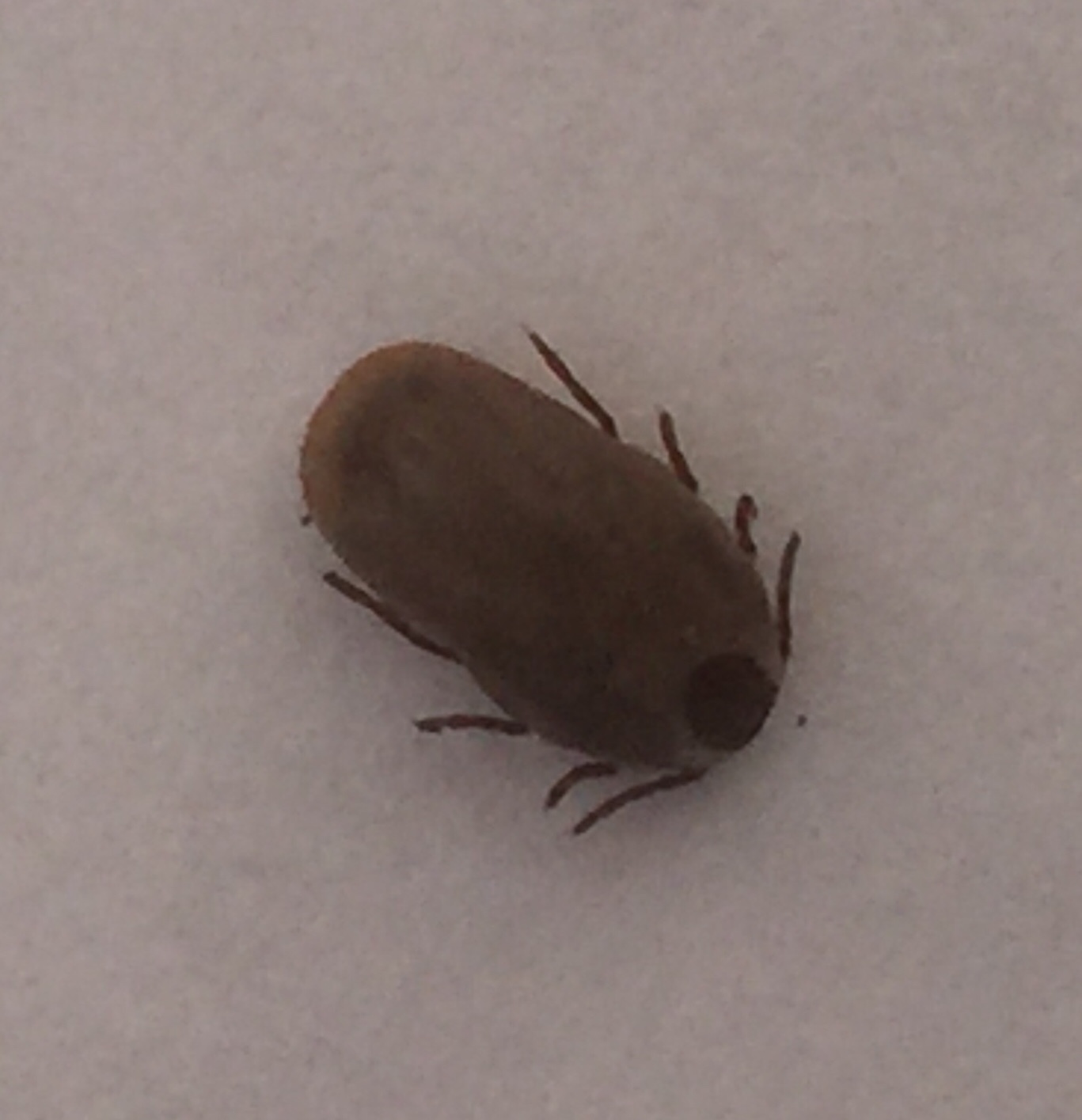 Rhipicephalus microplus Canestrini, 1888