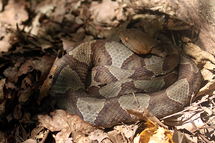 Eastern Copperhead from Madison County, VA, USA on August 16, 2014 at ...
