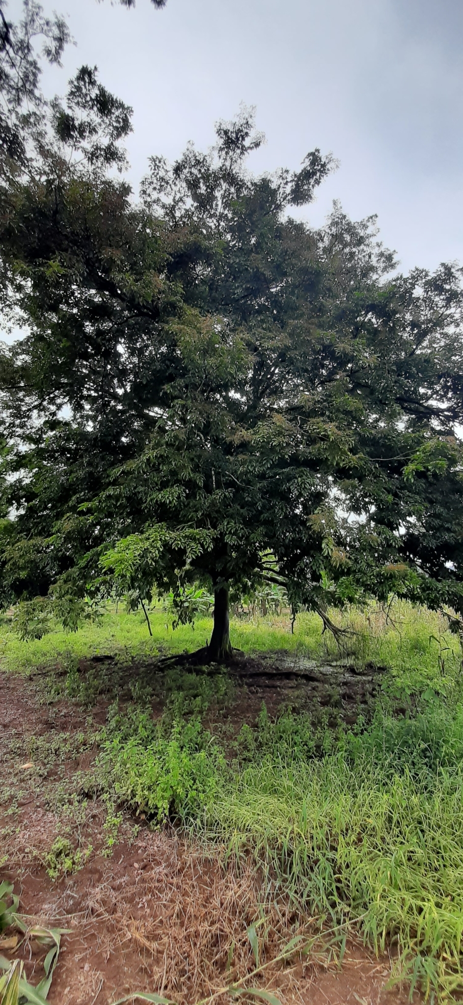 Dialium guianense (Aubl.) Sandwith