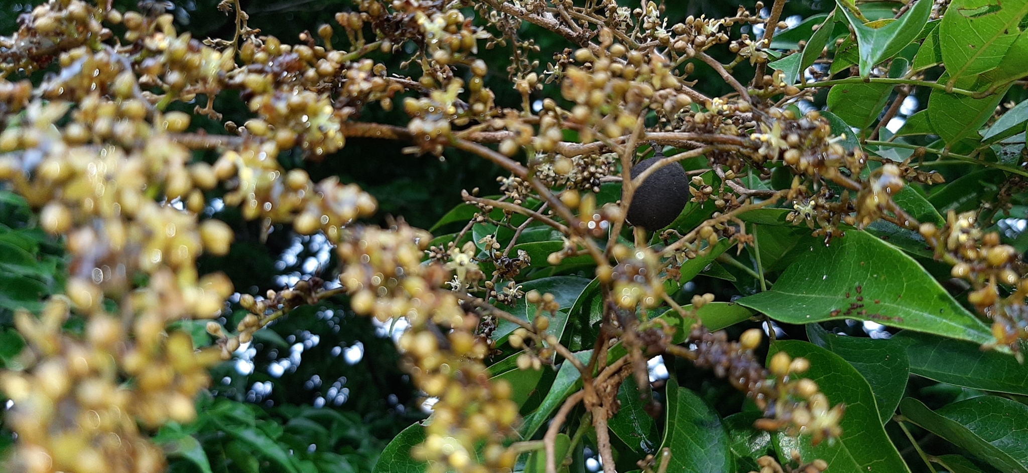 Dialium guianense (Aubl.) Sandwith