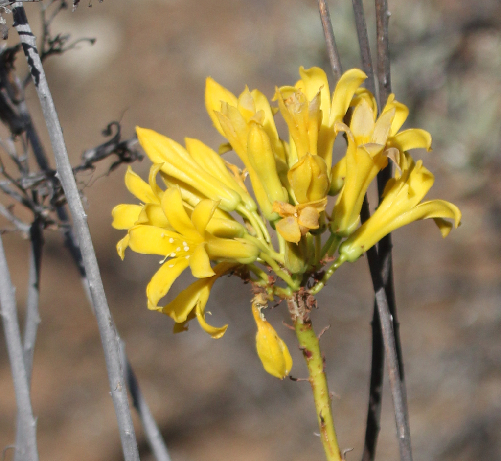 Sulphur Butterbush (Tylecodon cacalioides) - Botanical Realm