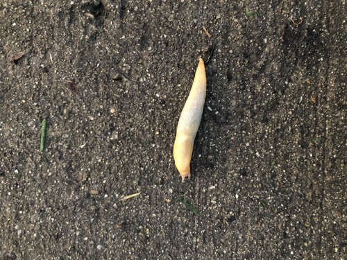 Marsh Slug (Deroceras heterura) · iNaturalist