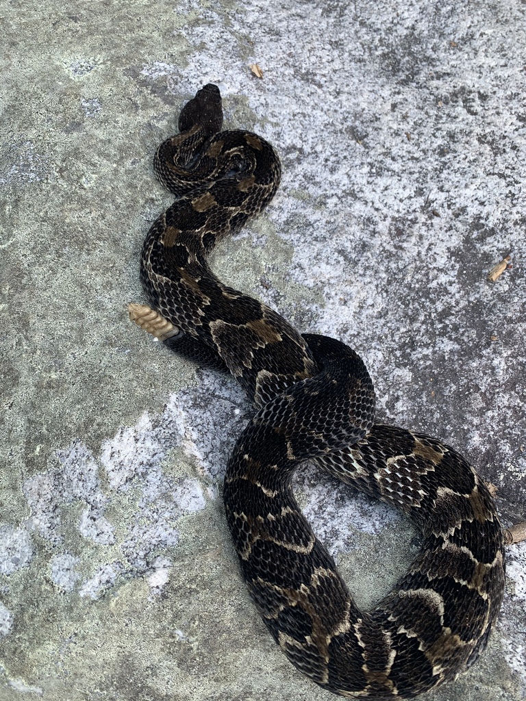 Timber Rattlesnake in July 2020 by james-scanio · iNaturalist