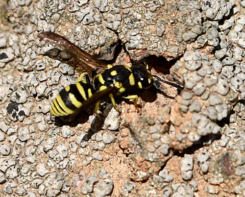 Stenodynerus cochisensis · iNaturalist United Kingdom